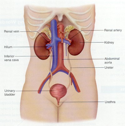 Human Anatomy